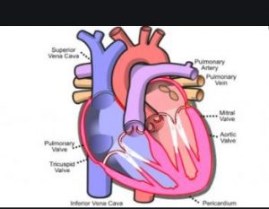 Circulatory System ICSE Class-10 Concise Selina Biology - ICSEHELP