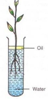 Absorption by Roots ICSE Class-10 Concise Selina Biology Solutions ...
