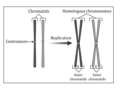 Structure of Chromosomes Cell Cycle and Cell division ICSE Class-10 ...