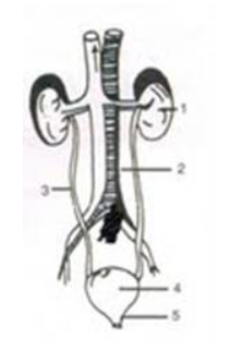 Excretory System Class 10 Concise Structured/Applications/Skill Type ...