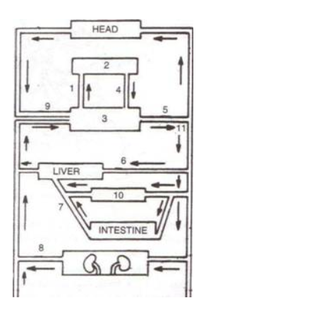 Circulatory System Class 10 Concise Structured Applications Type ICSE ...