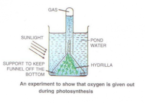Photosynthesis ICSE Class-10 Concise Selina Biology - ICSEHELP