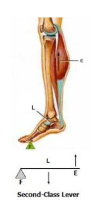 Machines ICSE Class-10 Concise Selina Physics Solutions - ICSEHELP