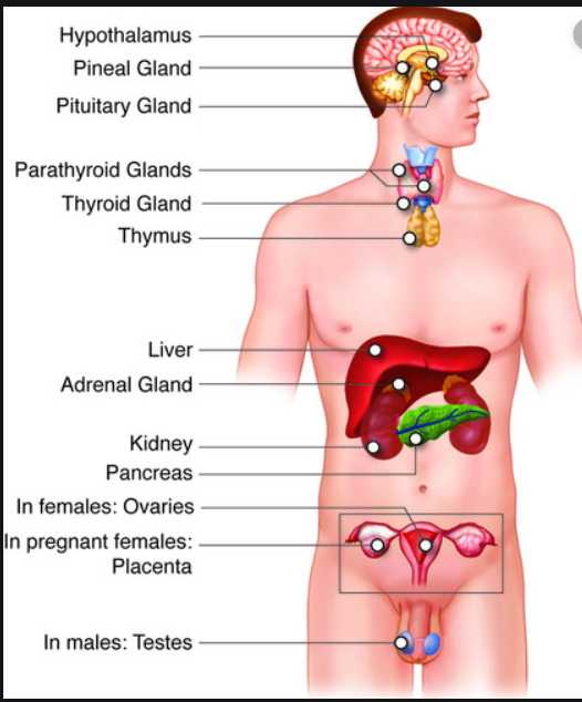 Endocrine System ICSE Class 10 Concise Selina Biology ICSEHELP