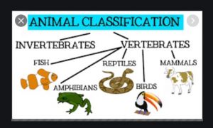 Classification of Animals ICSE Class-7th Concise Selina Biology ...