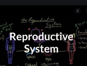Reproduction in Humans ICSE Class-8th Concise Selina Biology Solutions ...