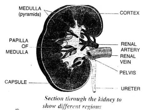 Excretion in Humans ICSE Class-7th Concise Selina Biology Solutions ...