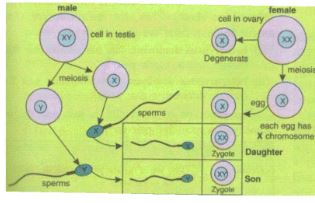 Genetics Biology ICSE Class-10th Concise Selina Solutions - ICSEHELP