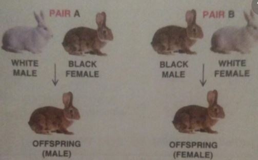 Genetics Biology ICSE Class-10th Concise Selina Solutions - ICSEHELP
