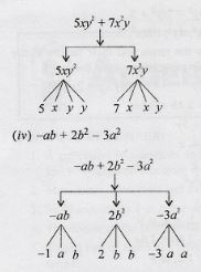 Algebraic Expression Class-7 ML Aggarwal ICSE Maths Solutions - ICSEHELP