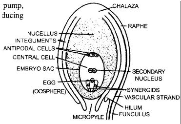 ISC Biology 2017 Class-12 Previous Year Question Papers - ICSEHELP