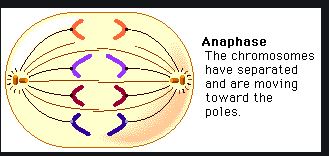Srijan Publications Cell Cycle and Cell division Textbook Solutions ...