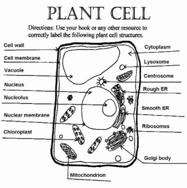 Srijan Class-9 Cell-A Unit of Life ICSE Biology Solutions Ch-1 - ICSEHELP