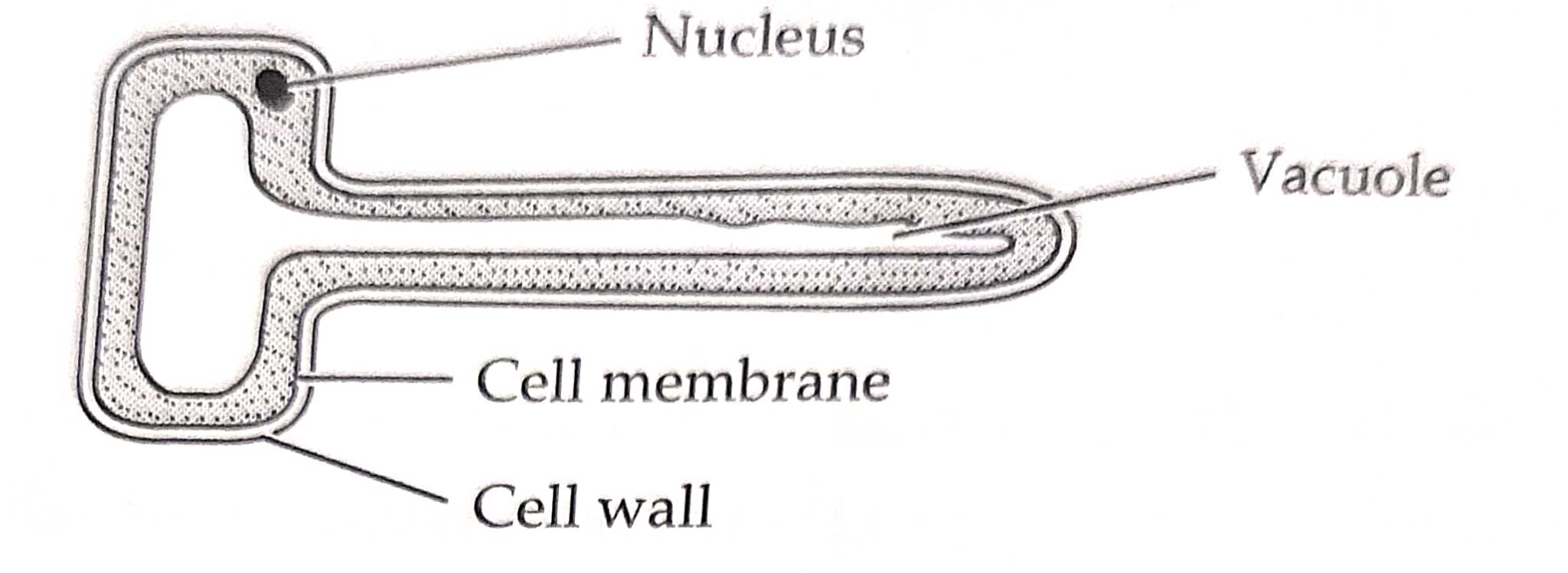 MCQ Absorption by Roots for ICSE Class-10 Biology - ICSEHELP