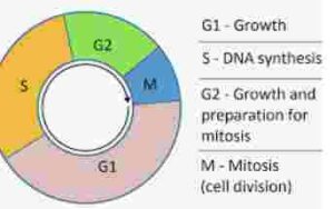 Cell Cycle, Cell Division Goyal Brothers Prakashan ICSE Class-10 ...