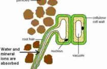 Physics Formula ICSE 10 Class Standard Chapter-Wise - ICSEHELP