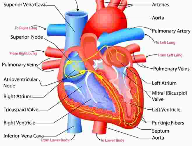 Circulatory System Class 10 Goyal Brothers ICSE Biology Solutions Ch 8 
