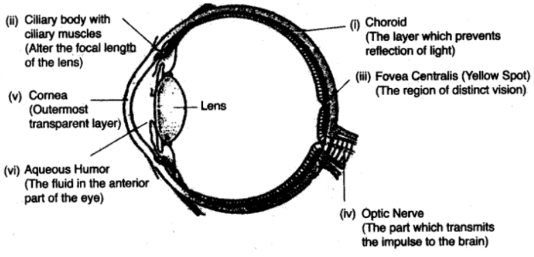 The Nervous System and Sense Organs Class-10 Long Questions Goyal ...