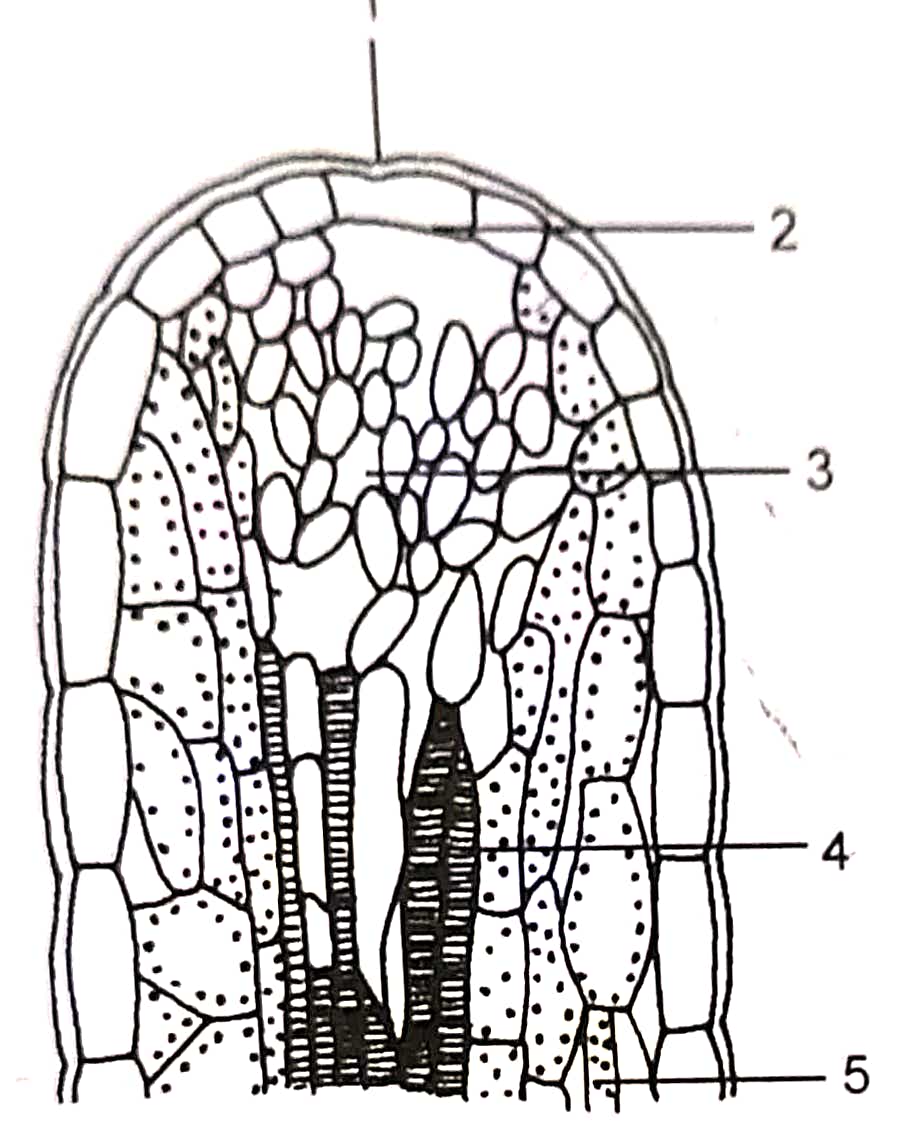 Transpiration Class-10 Long and Structured Goyal Brothers ICSE Biology ...