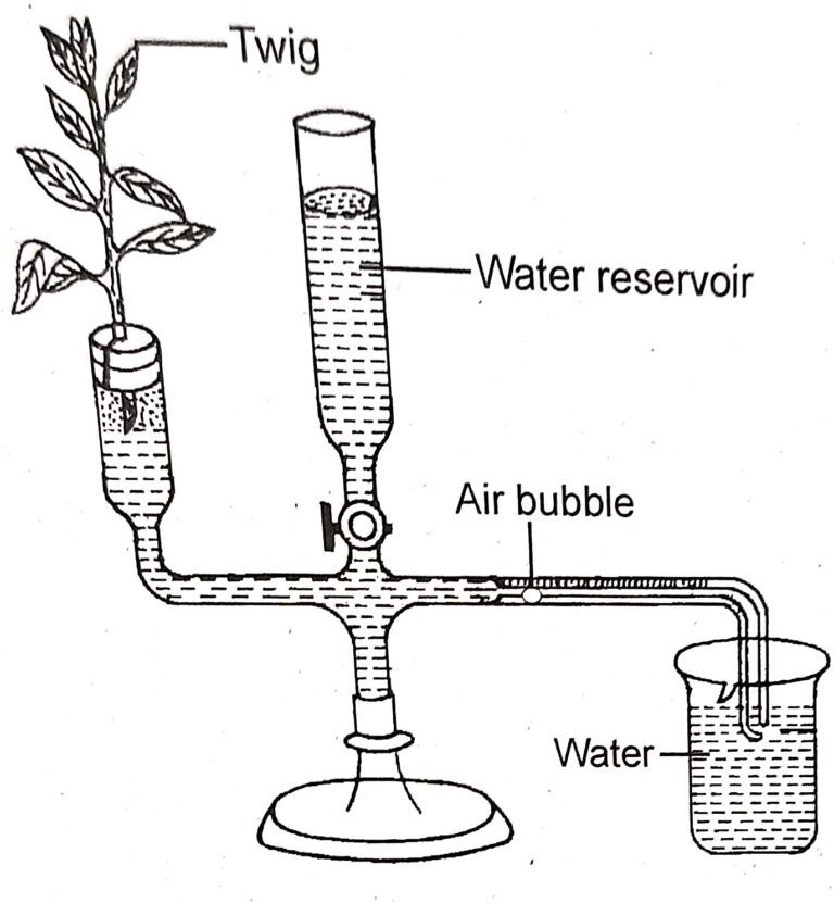 Transpiration Class-10 Long and Structured Goyal Brothers ICSE Biology ...