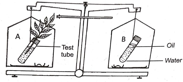 Transpiration Class-10 Long and Structured Goyal Brothers ICSE Biology ...