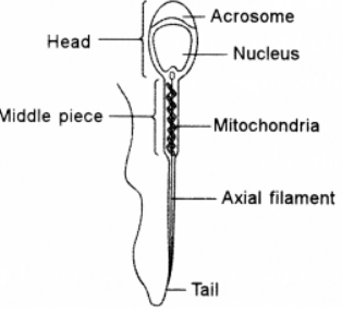 Reproductive System Class-10 Long and Structured Goyal Brothers ICSE ...