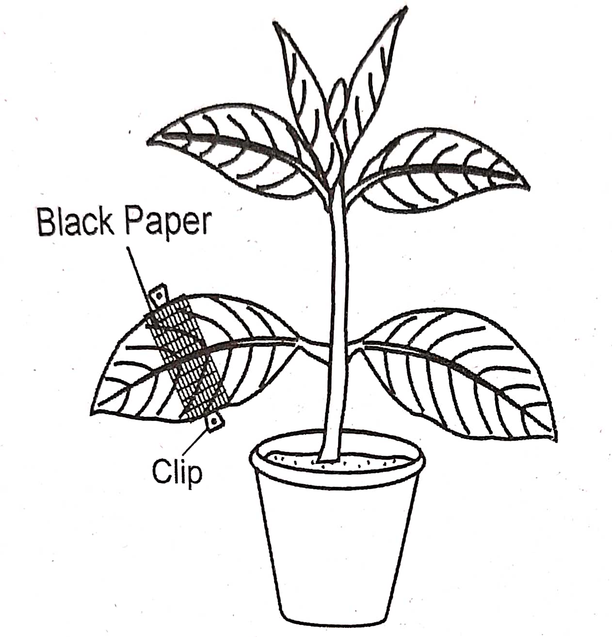 Photosynthesis Class-10 long and Structured Goyal Brothers ICSE Biology ...