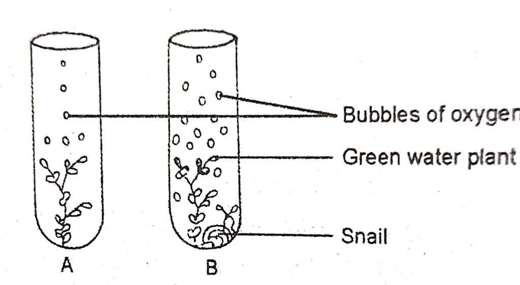 Photosynthesis Class-10 long and Structured Goyal Brothers ICSE Biology ...