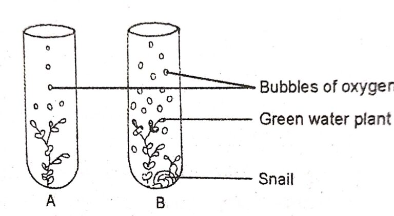 Photosynthesis Class-10 long and Structured Goyal Brothers ICSE Biology ...