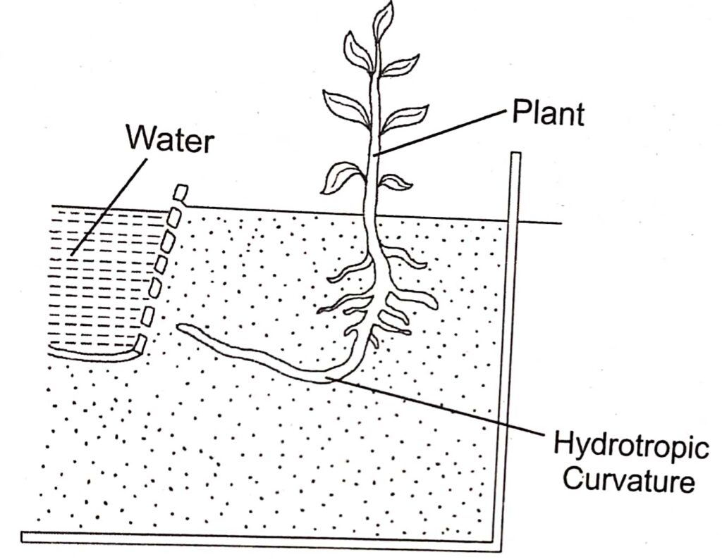 Chemical Coordination in Plants Class-10 Long and Structured Goyal ...