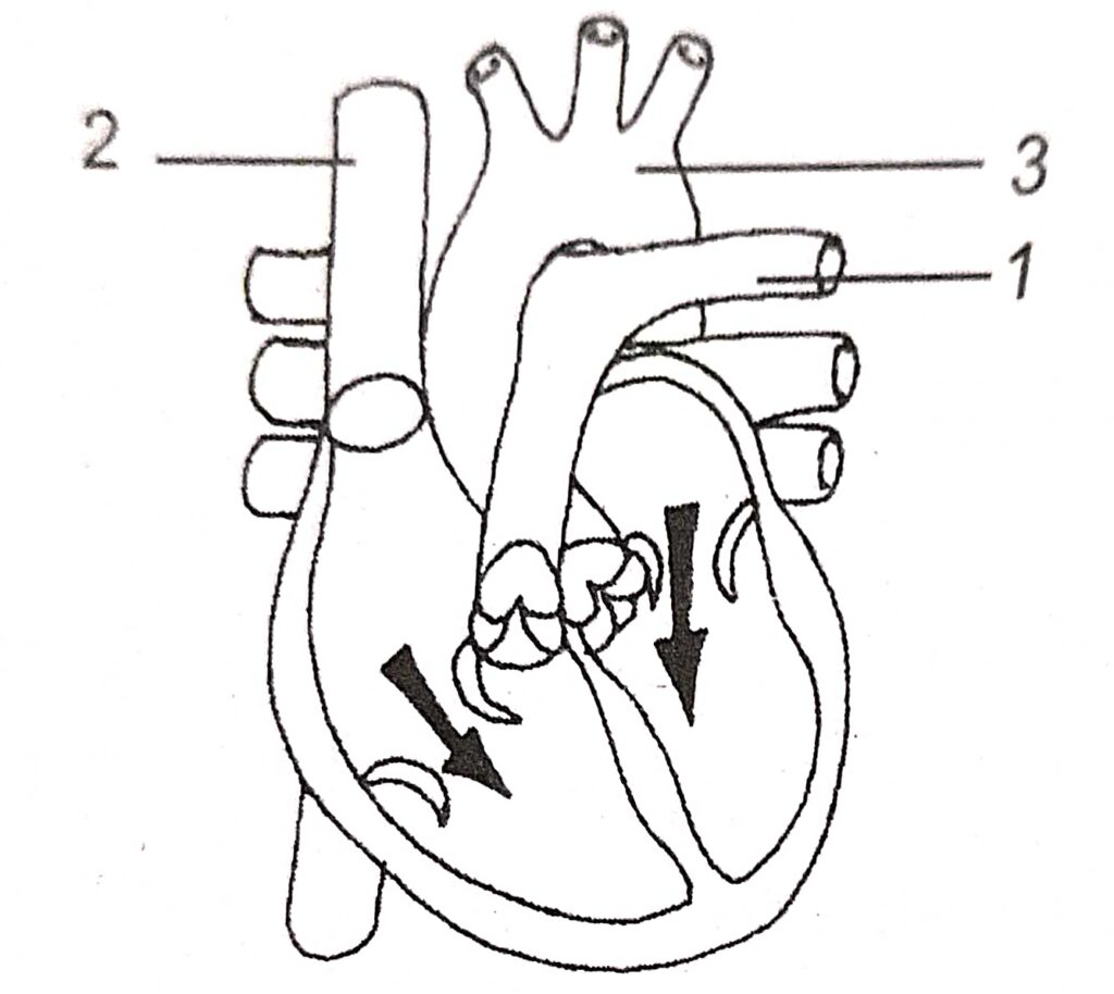 Circulatory System Class-10 Long and Structured Goyal Brothers ICSE ...