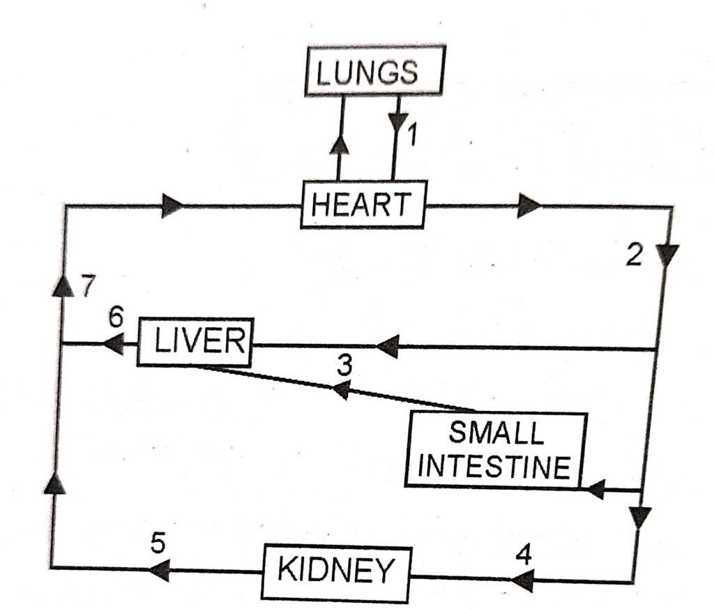 Circulatory System Class-10 Long and Structured Goyal Brothers ICSE ...