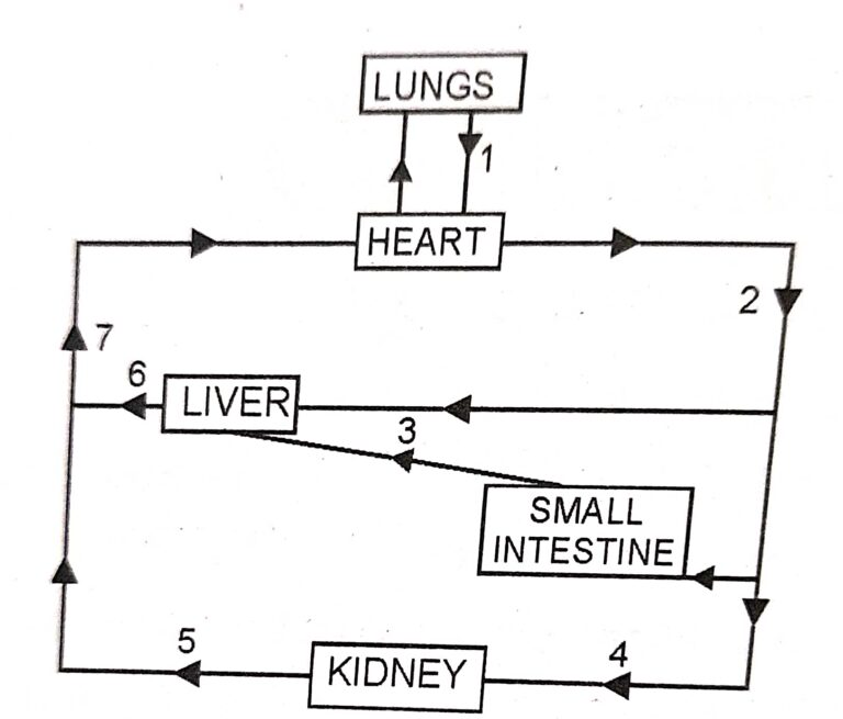 Circulatory System Class-10 Long and Structured Goyal Brothers ICSE ...