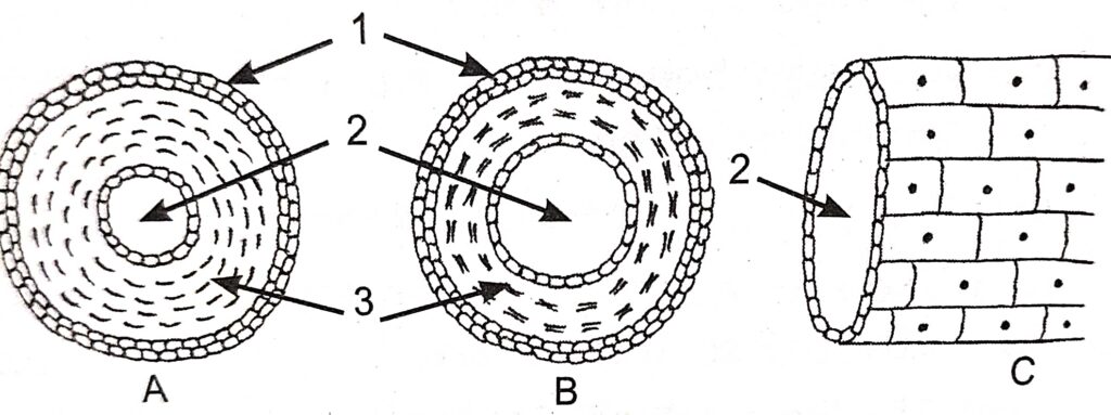 Circulatory System Class-10 Long and Structured Goyal Brothers ICSE ...
