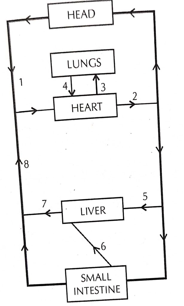 Circulatory System Class-10 Long and Structured Goyal Brothers ICSE ...