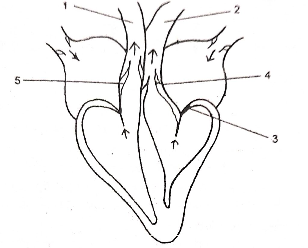 Circulatory System Class-10 Long and Structured Goyal Brothers ICSE ...