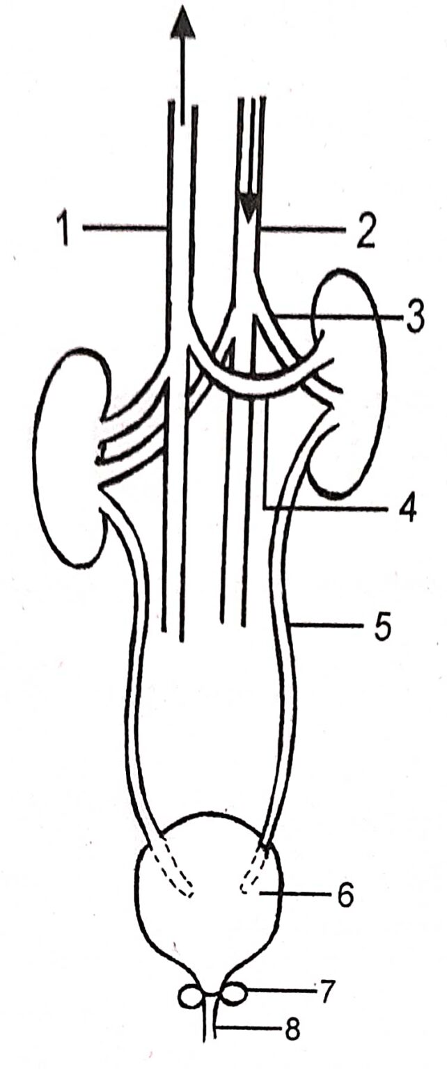 Excretory System Class-10 Long and Structured Goyal Brothers ICSE ...