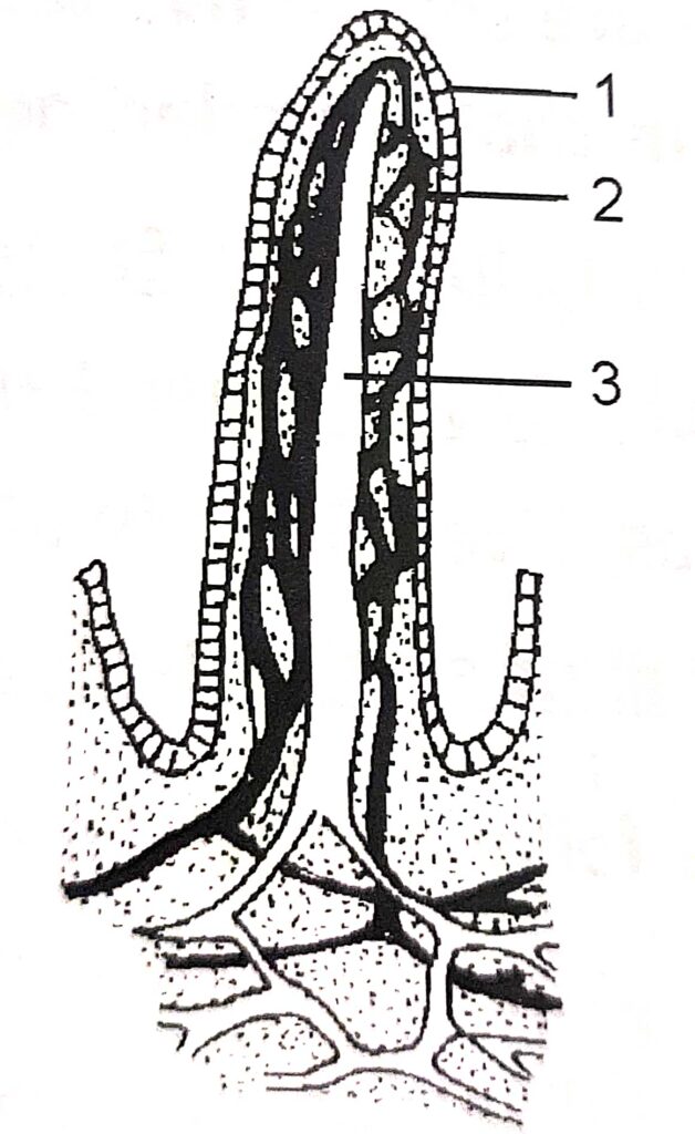 Digestive System Goyal Brother Solutions ICSE Class-9 Biology Ch-13 ...