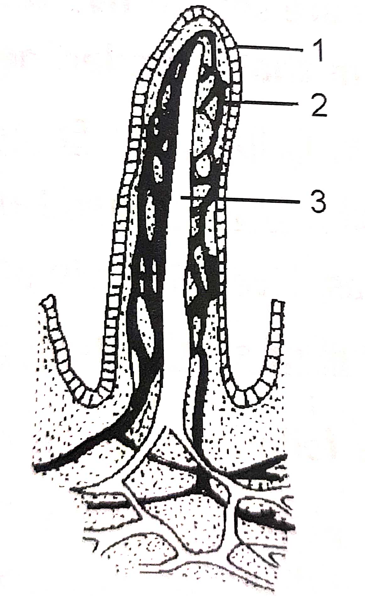 Digestive System Goyal Brother Solutions Icse Class 9 Biology Ch 13