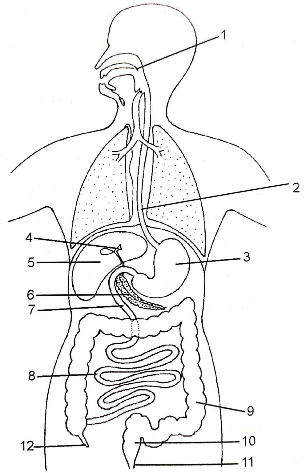 Digestive System Goyal Brother Solutions ICSE Class-9 Biology Ch-13 ...