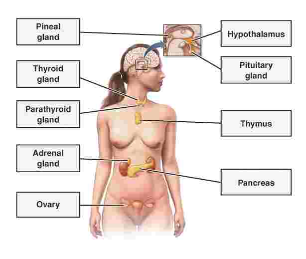 Endocrine System Srijan Publications Solutions ICSE Class 10 Biology Ch 