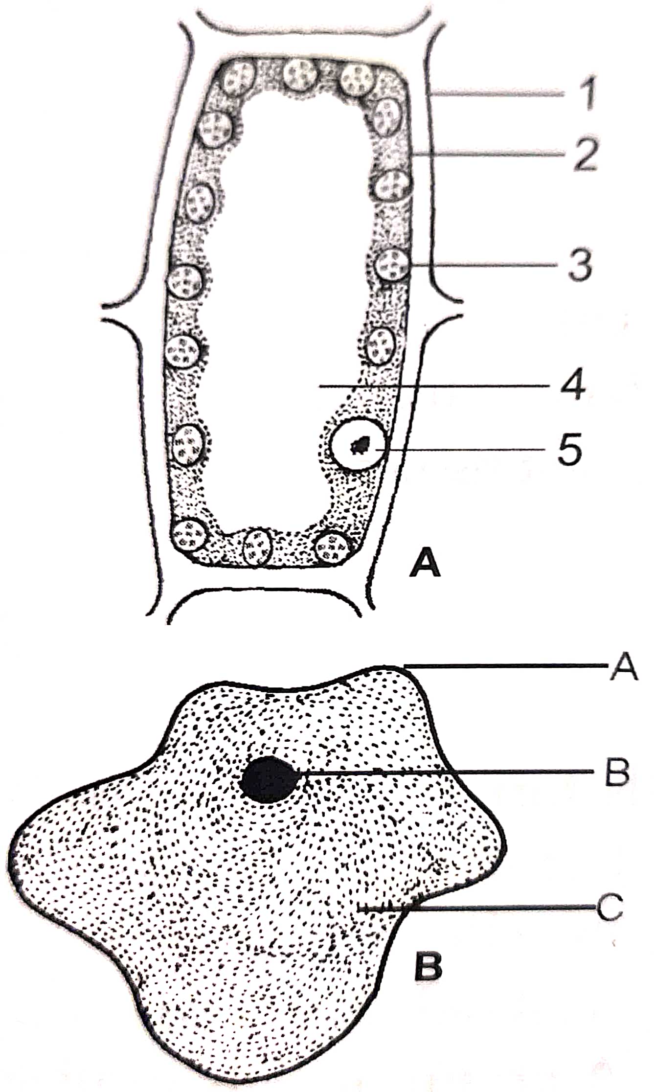 The Cell Goyal Brother Solutions ICSE Class-9 Biology Ch-2 - ICSEHELP