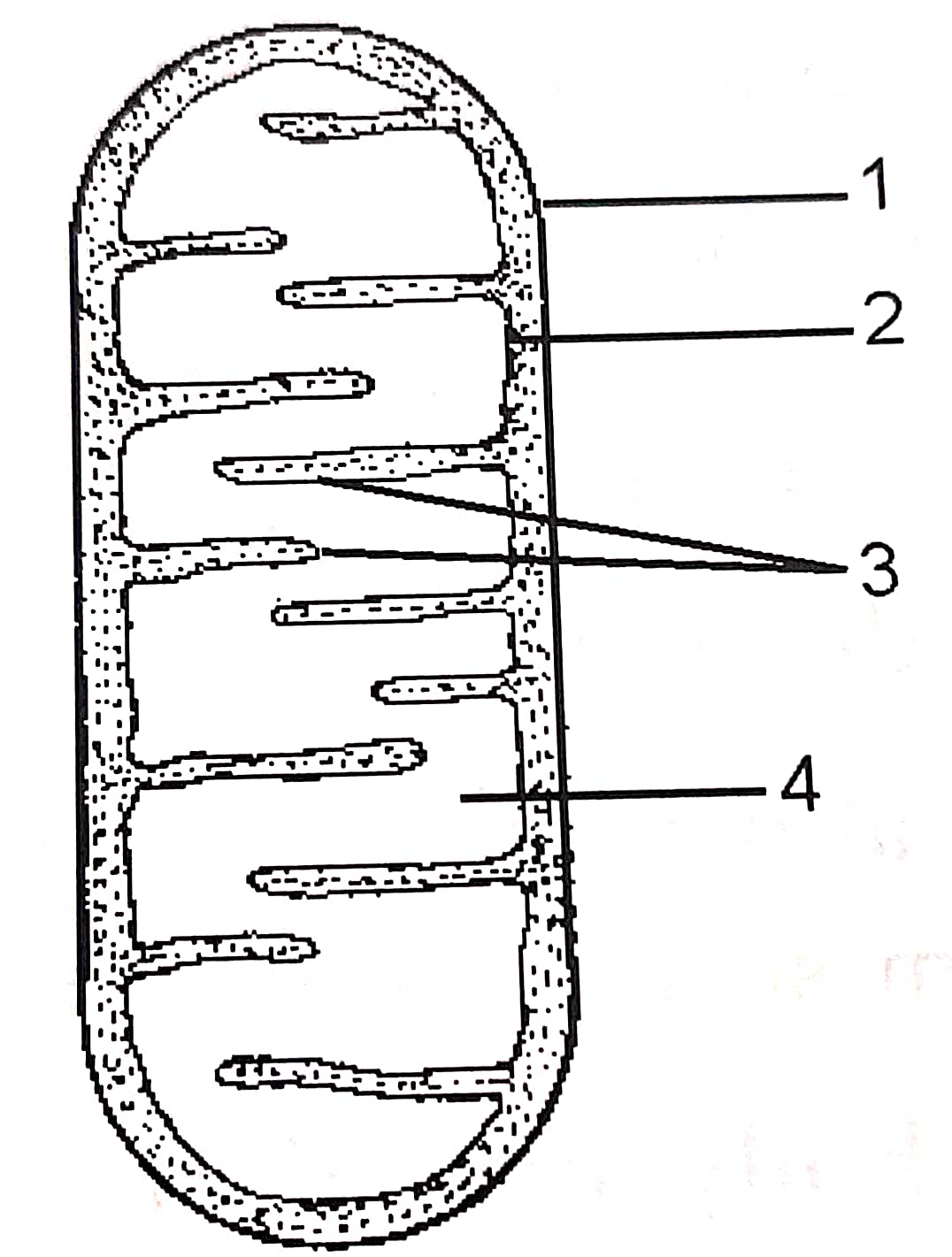 The Cell Goyal Brother Solutions ICSE Class-9 Biology Ch-2 - ICSEHELP