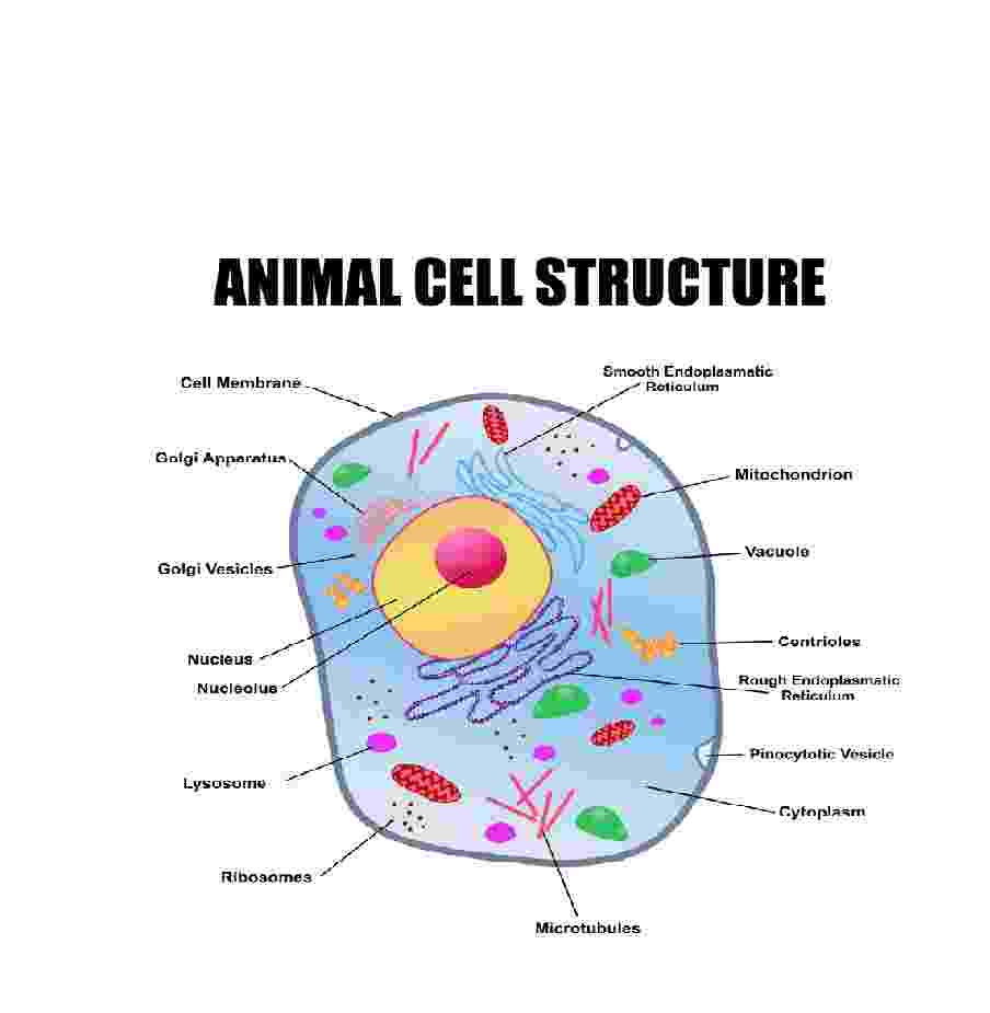 The Cell Goyal Brother Solutions ICSE Class-9 Biology Ch-2 - ICSEHELP
