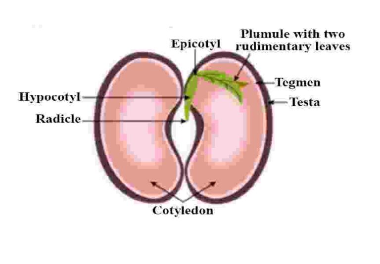 Goyal Brother Seed Structure Types and Germination ICSE Class-9 Biology ...