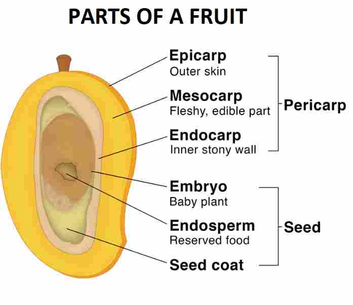 Sexual Reproduction in plants Class-6th Goyal Brothers - ICSEHELP