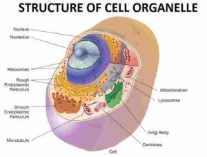 The Cell Class-6th Goyal Brothers Prakashan Biology Solutions - ICSEHELP