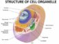 The Cell Class-6th Goyal Brothers Prakashan Biology Solutions - ICSEHELP
