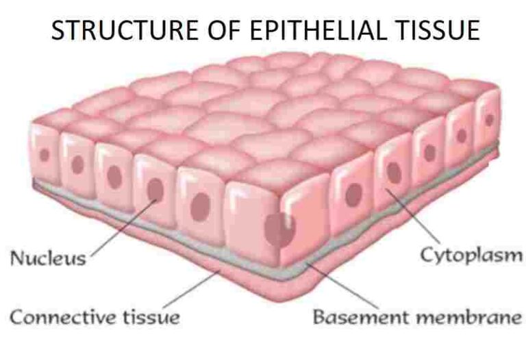 Tissues in Animals Class-7th Goyal Brothers Prakashan Biology Solutions ...