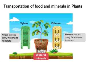 Transportation Of Food And Minerals In Plants Class-8th Goyal Brothers Biology Solutions - ICSEHELP